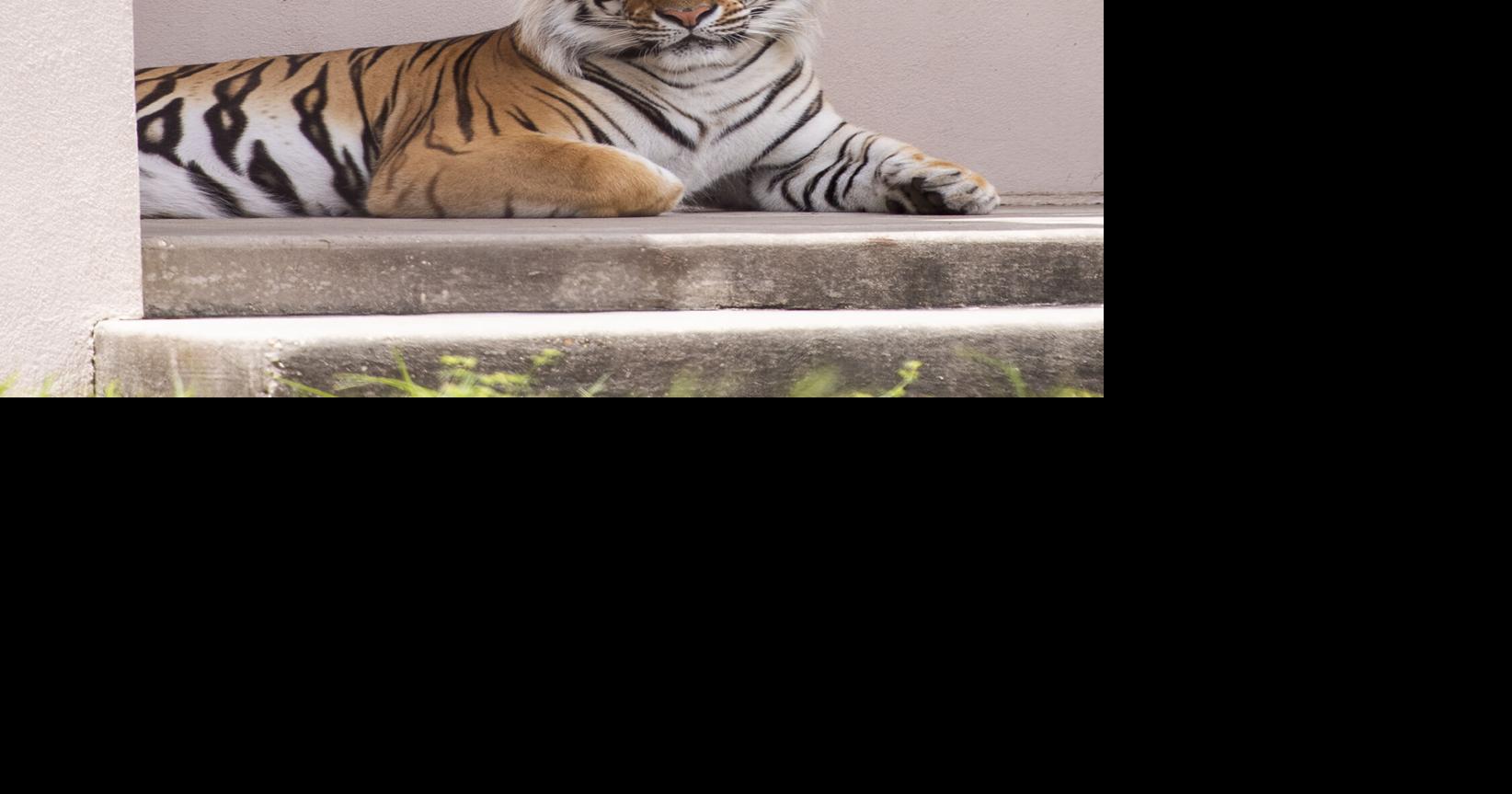 LSU's Mike the Tiger gets second COVID vaccine; barricades will come ...