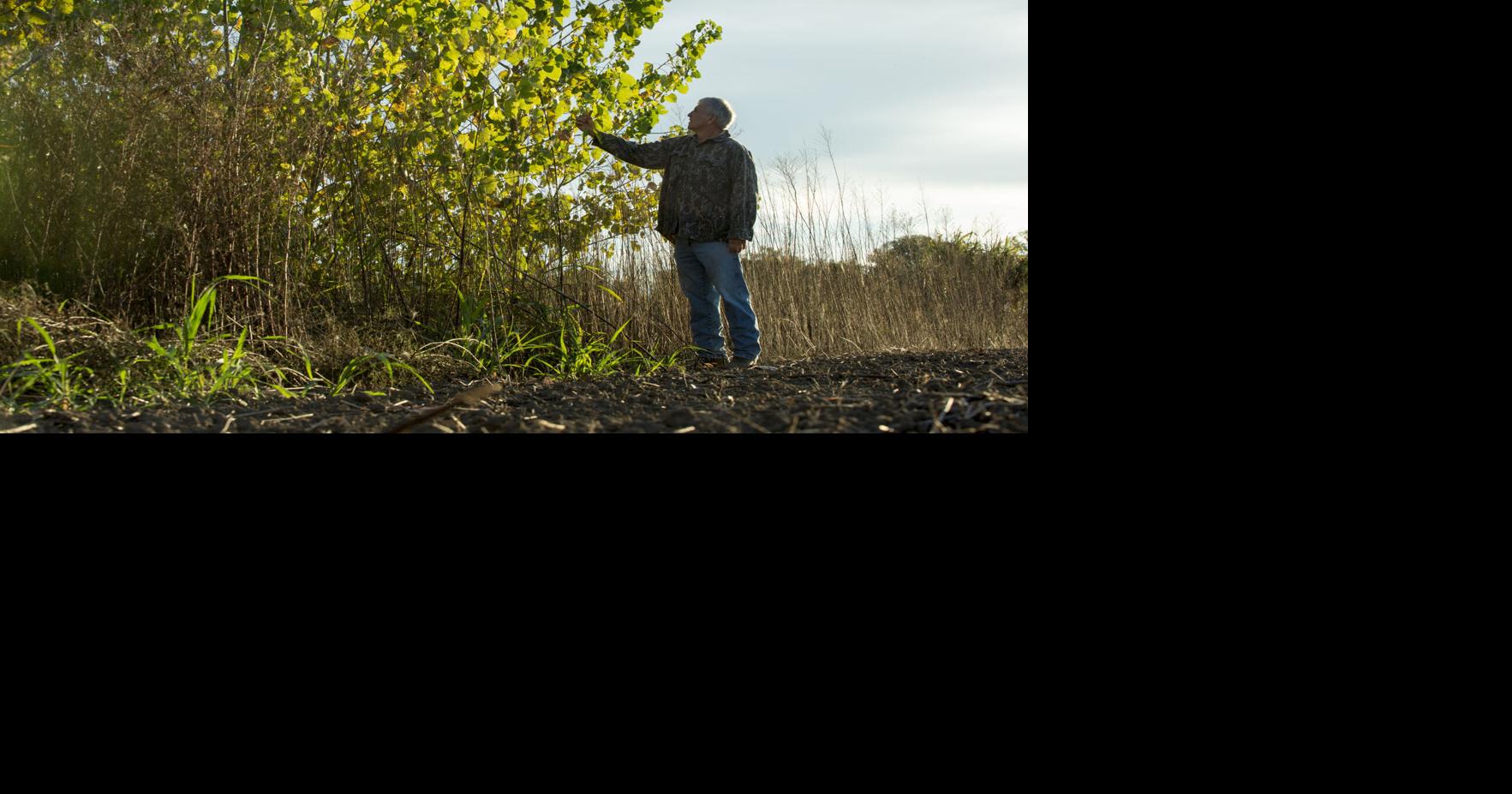 GreenTrees helps land owners use reforestation to generate revenue ...