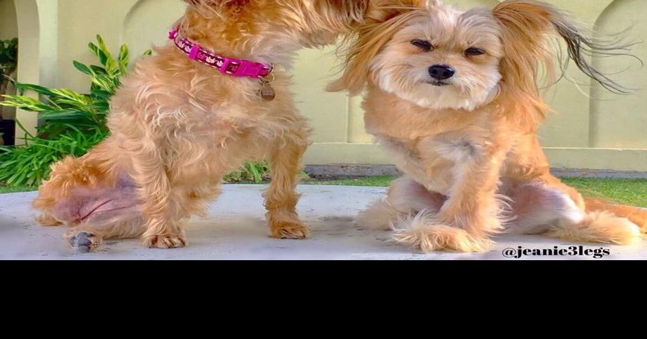 'Tripods': Author takes a stand for three-legged dogs | Entertainment ...