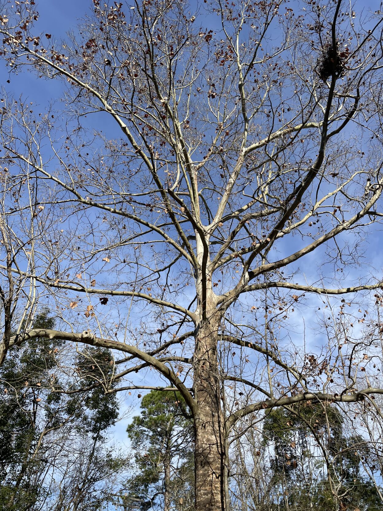 A winter sycamore teaches me again that emptiness can be a good thing ...
