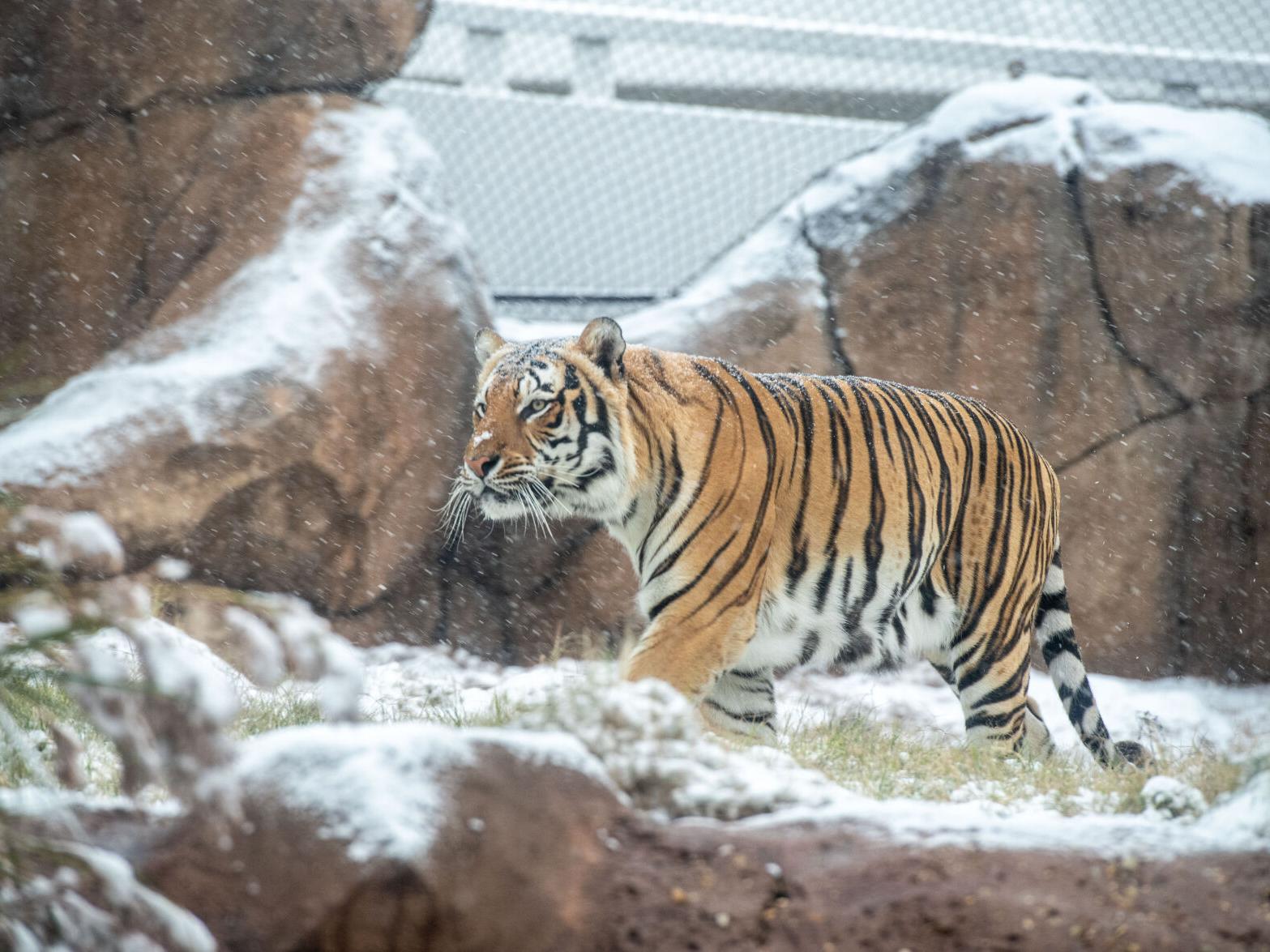 tiger snow