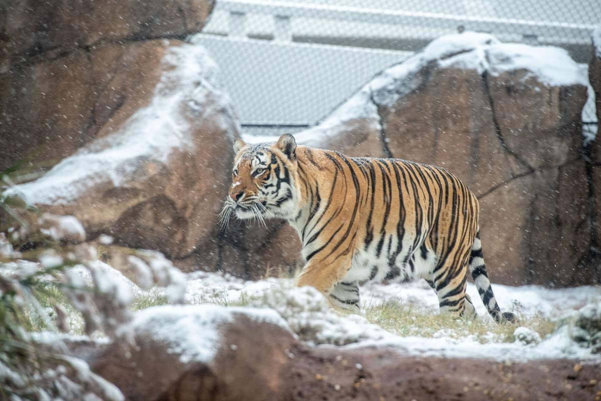 Mike the Tiger enjoys snow in Baton Rouge LA | Weather/Traffic ...