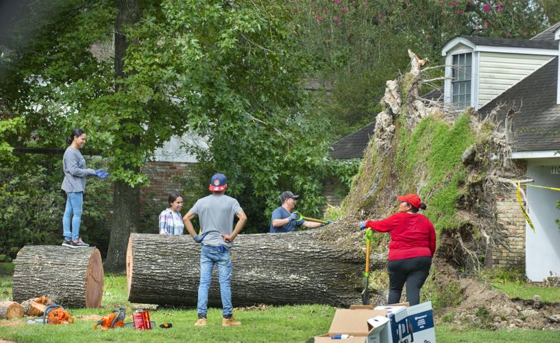 Did Ida blow down a tree in your yard? These fast-growing trees are ...