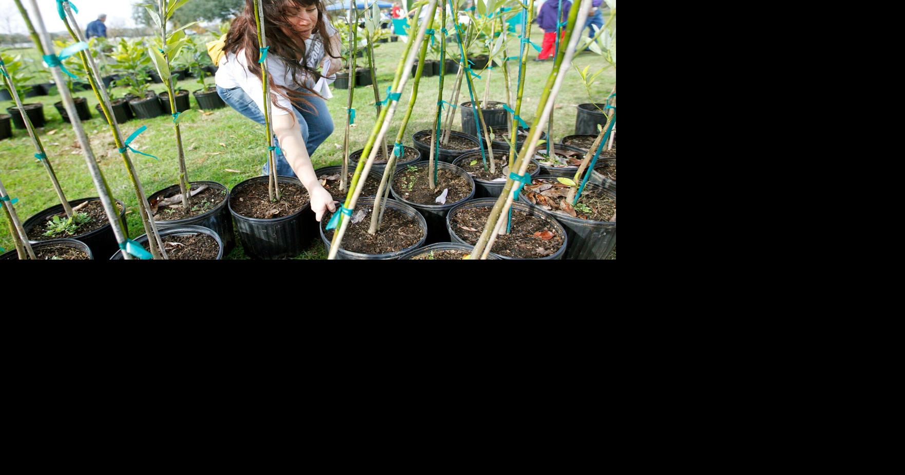 Letters: Others have worked to replace trees lost in Katrina | Letters ...