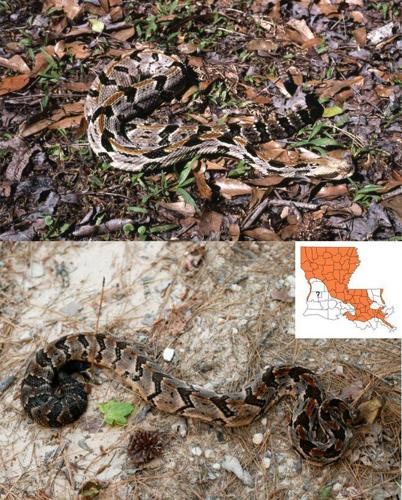 Snakes of Louisiana: 46 of the state's slithery species | Louisiana ...