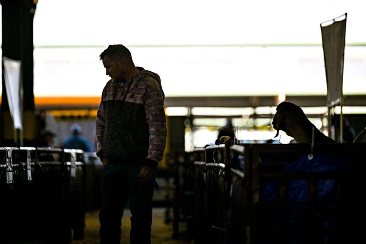 2,000 youth livestock exhibitors to show their animals at the LSU ...