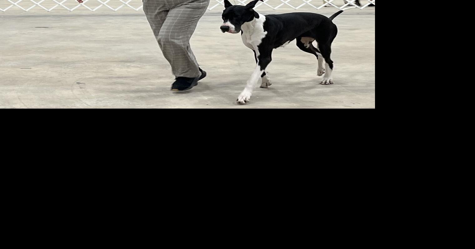 From shepherds to corgis, Jambalaya Cluster Dog Show takes over Lamar ...