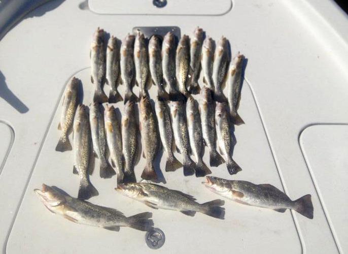 gray trout limit