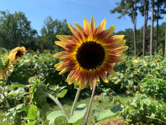 Sunflowers are the stars at Southern Cross Bucks Preserve near Jackson ...