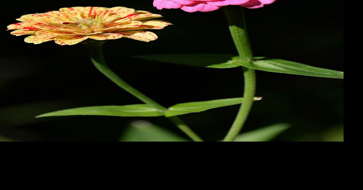 LSU Hilltop Arboretum to hold Spring Fling Plant Sale on April 17 ...