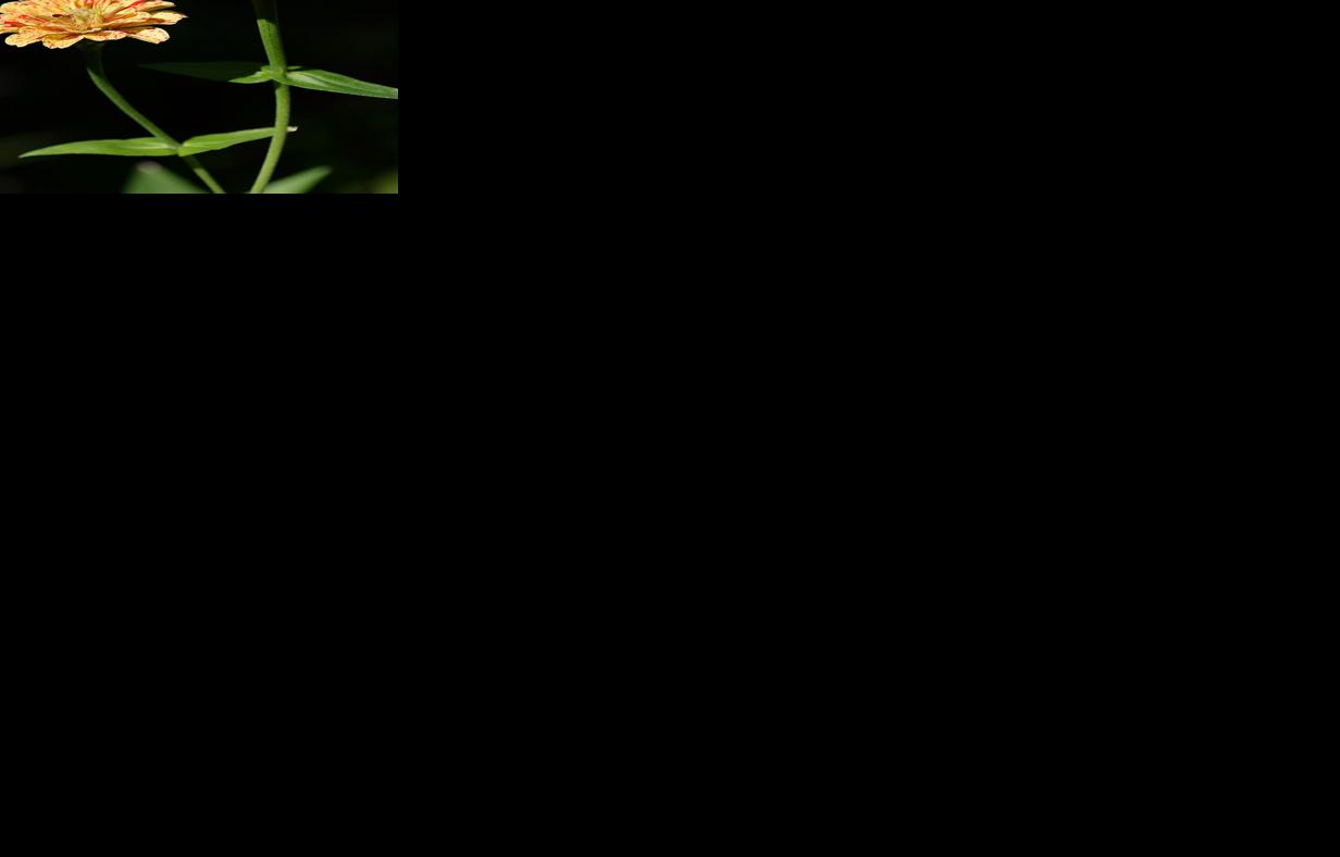 LSU Hilltop Arboretum to hold Spring Fling Plant Sale on April 17 ...