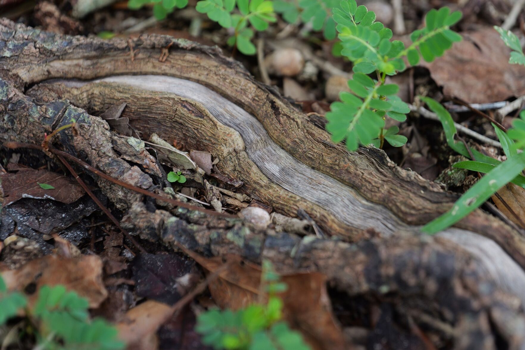 That shaded parking spot may spell trouble for your tree | Home/Garden ...