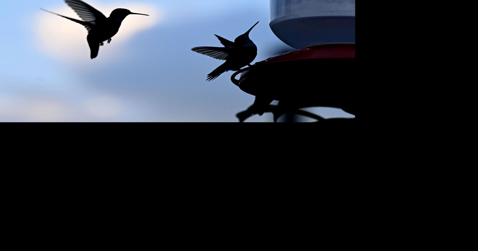 Hummingbirds swarm Louisiana yard in hummingbird migration | Entertainment/Life | theadvocate.com