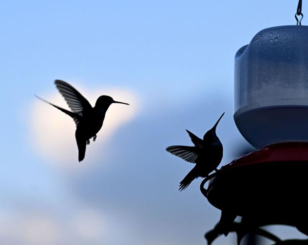 Hummingbirds swarm Louisiana yard in hummingbird migration ...