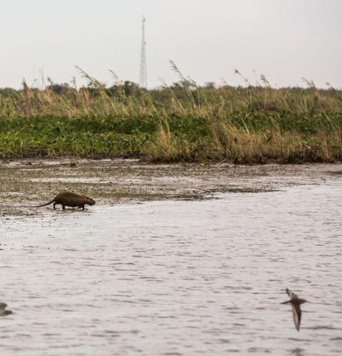 Nutria bounty (yes, the nutria bounty) in Louisiana rises after uptick ...