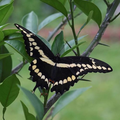 Remedy your home-bound blues by watching the butterflies flicker ...