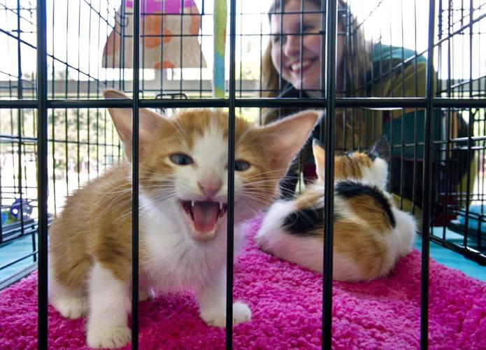 Project Purr tries cat videos, other lures to spur adoptions | News ...