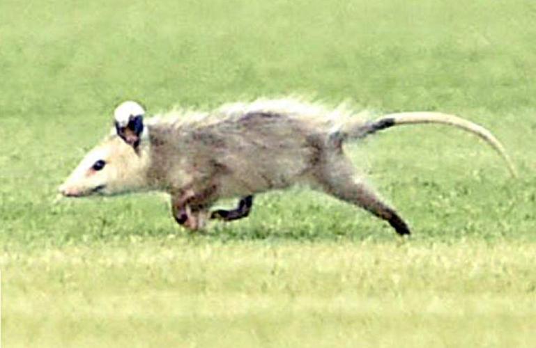 Rally Possum returns: LSU baseball's surprise mascot makes comeback, in ...