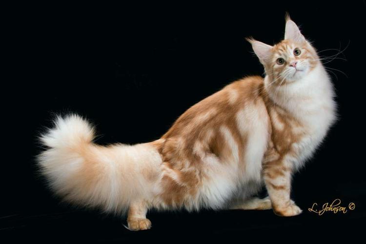 Cat fans and their furry friends converge upon Lamar-Dixon ...