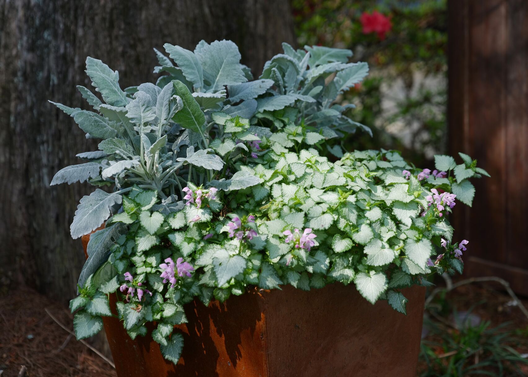Dusty Miller is Louisiana's newest Super Plant for 2025 | Home/Garden ...