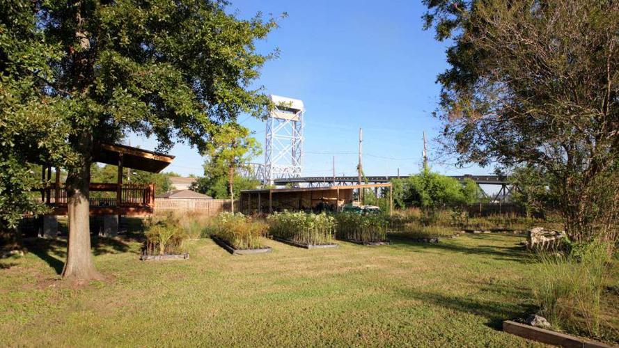 9th Ward nursery grows plants to save wetlands | News | theadvocate.com