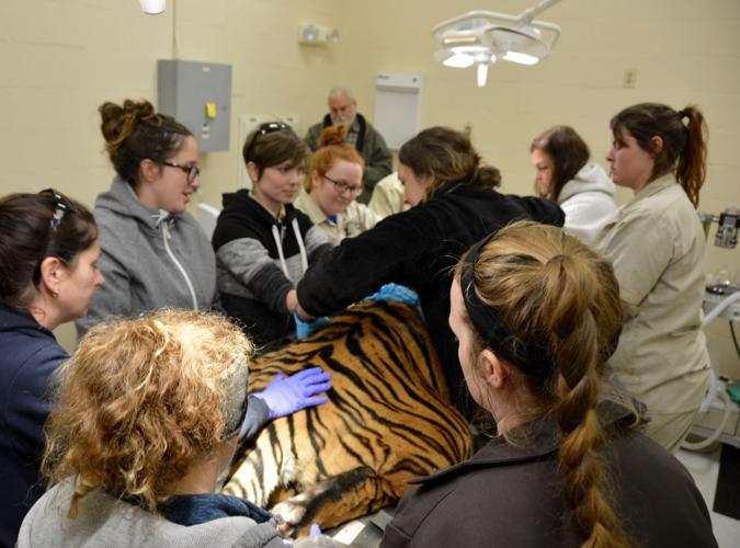 Vets collecting sperm samples of Baton Rouge zoo tigers for study ...