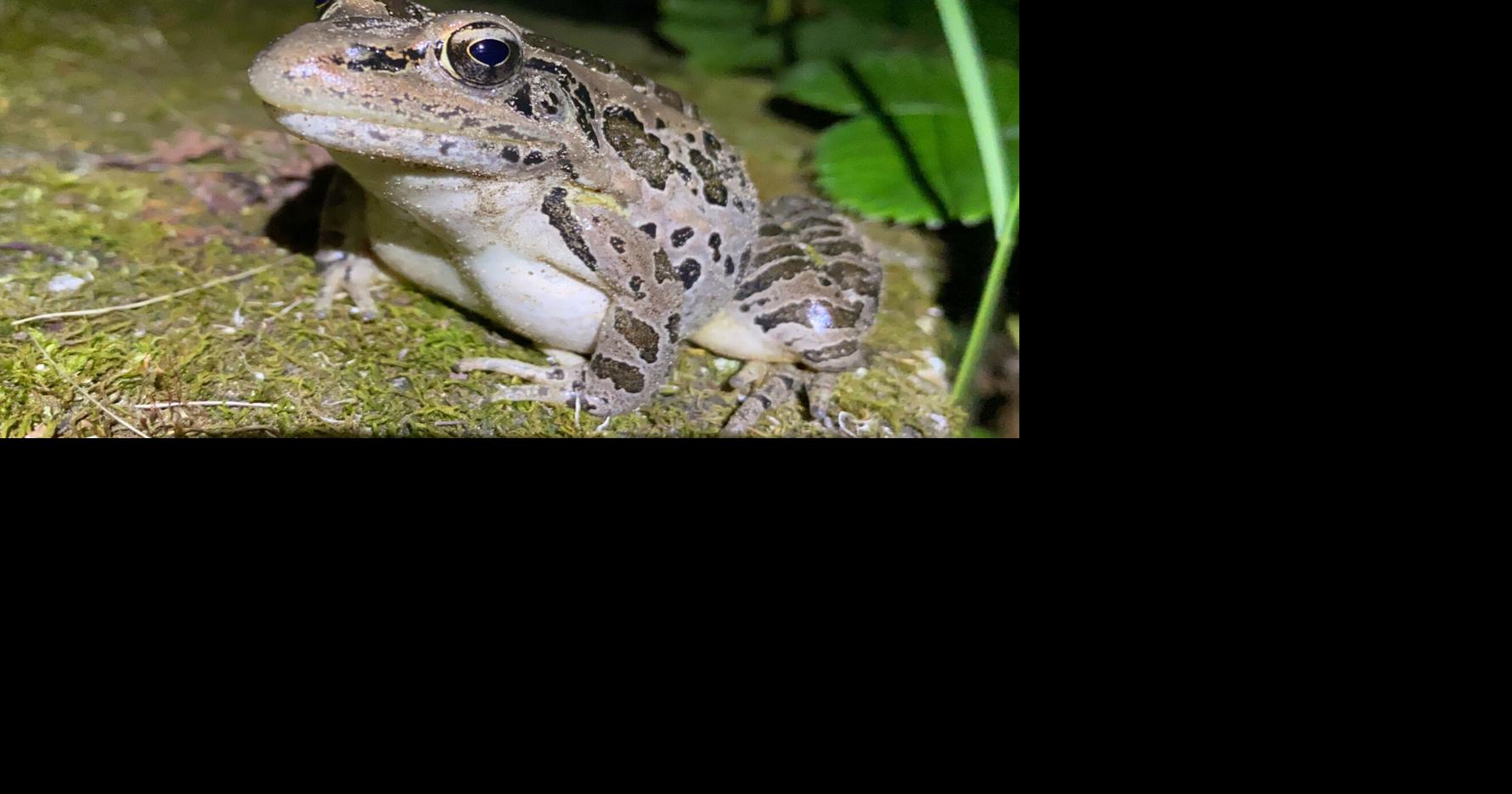 Hilltop Arboretum sets FrogWatch training, annual symposium ...