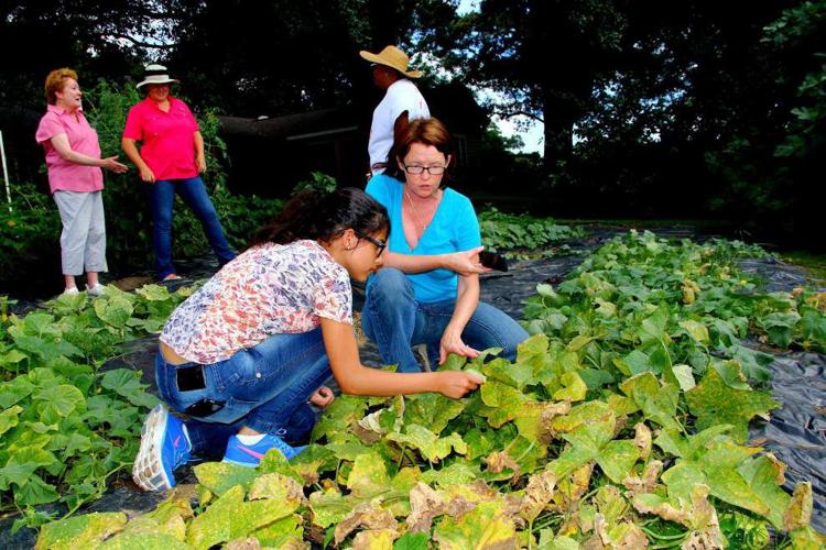 Southern, SARE program host tour of farms | St. Helena | theadvocate.com