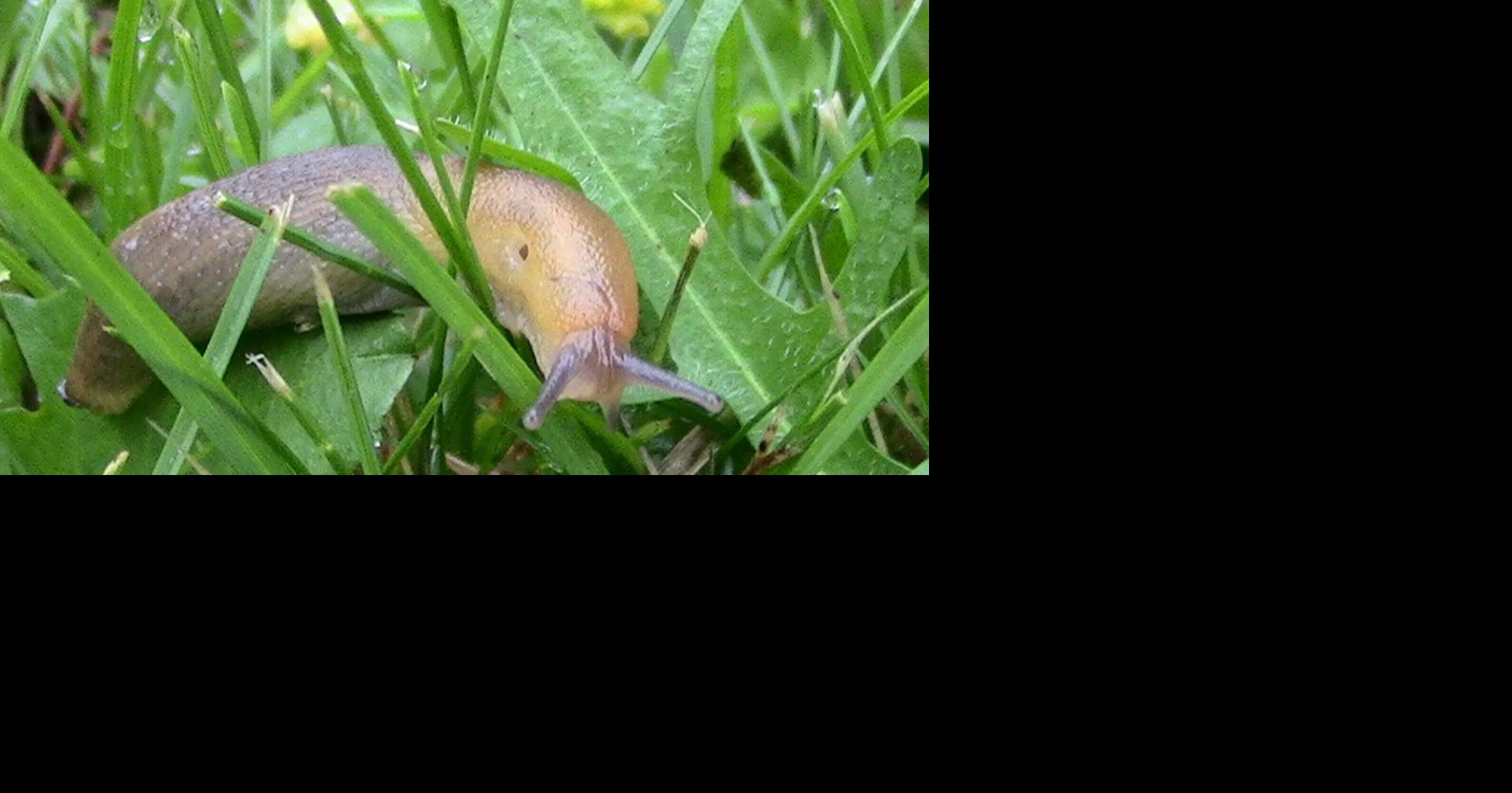 Snails and slugs are common, and icky, pests | Entertainment/Life ...