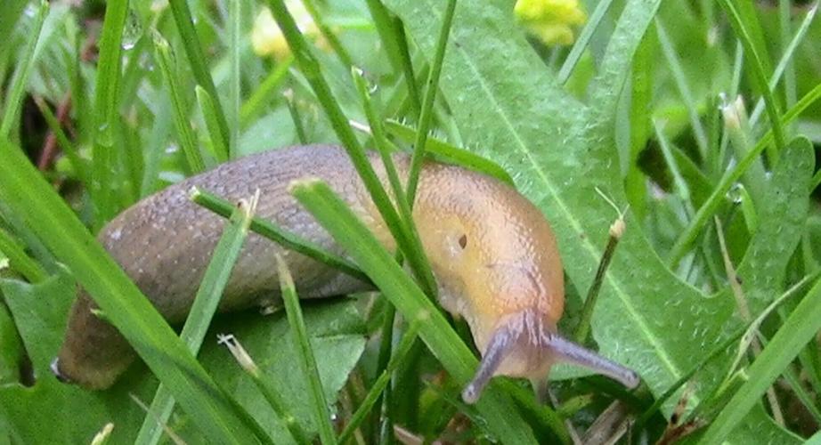 Snails and slugs are common, and icky, pests | Entertainment/Life ...