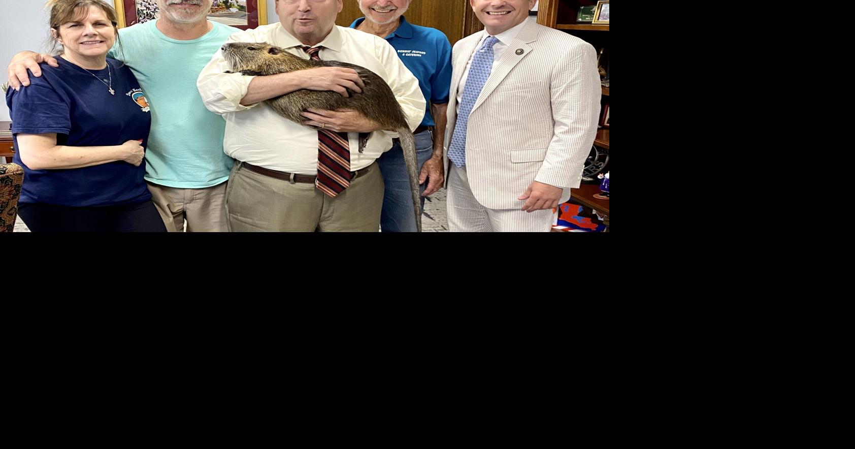 Neuty, Bucktown’s star nutria visits Louisiana State Capitol | News ...