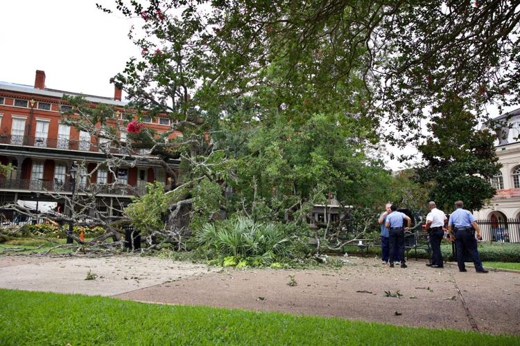 Oak tree branch falls on teenager in Jackson Square | News ...