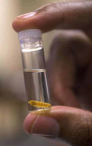 Hammond police officers, some a little squeamish, learn how to use ...