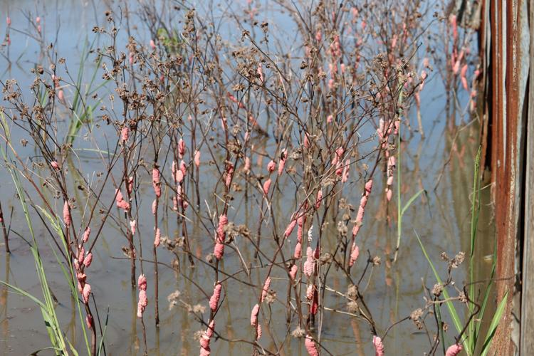 LSU AgCenter launches multi-state invasive species network | Education ...
