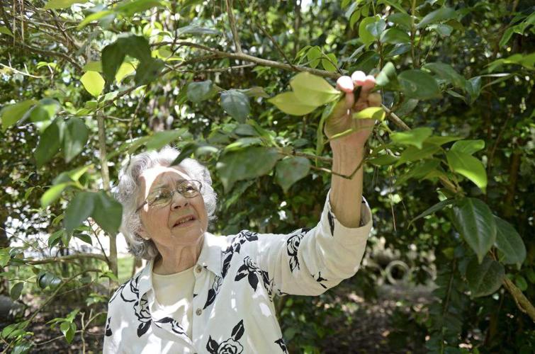 Preserving family’s antique camellias | Communities | theadvocate.com