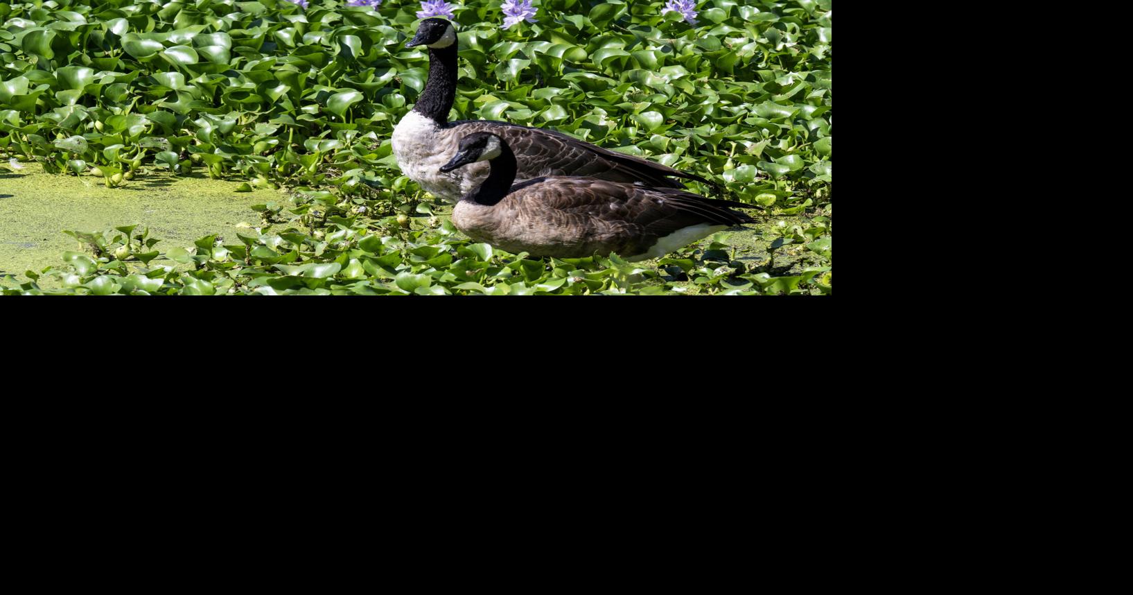Winter migration brings more bird flu to Louisiana | Baton Rouge | theadvocate.com