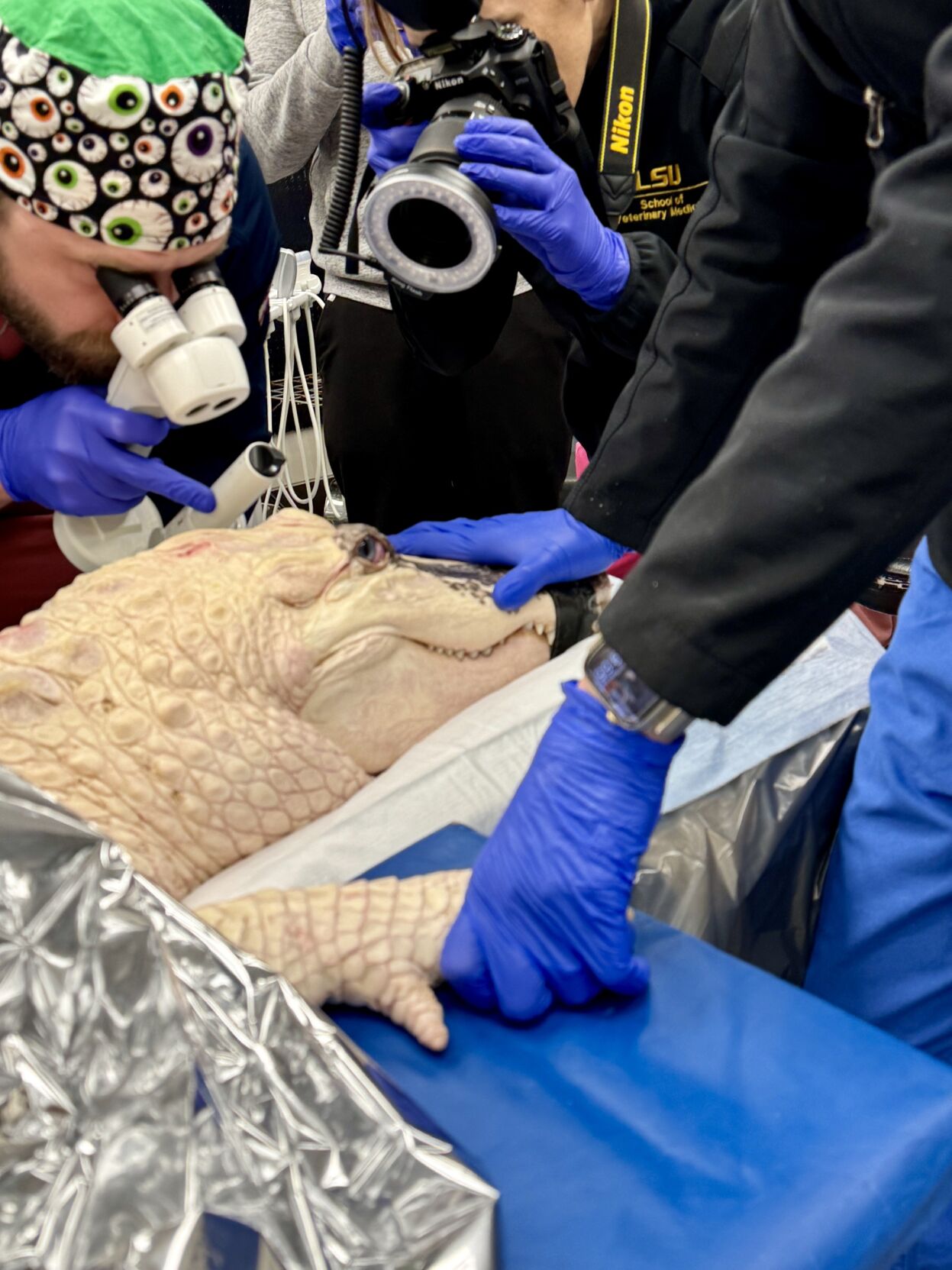 Rare white alligator at Audubon Zoo gets cataract surgery | News ...
