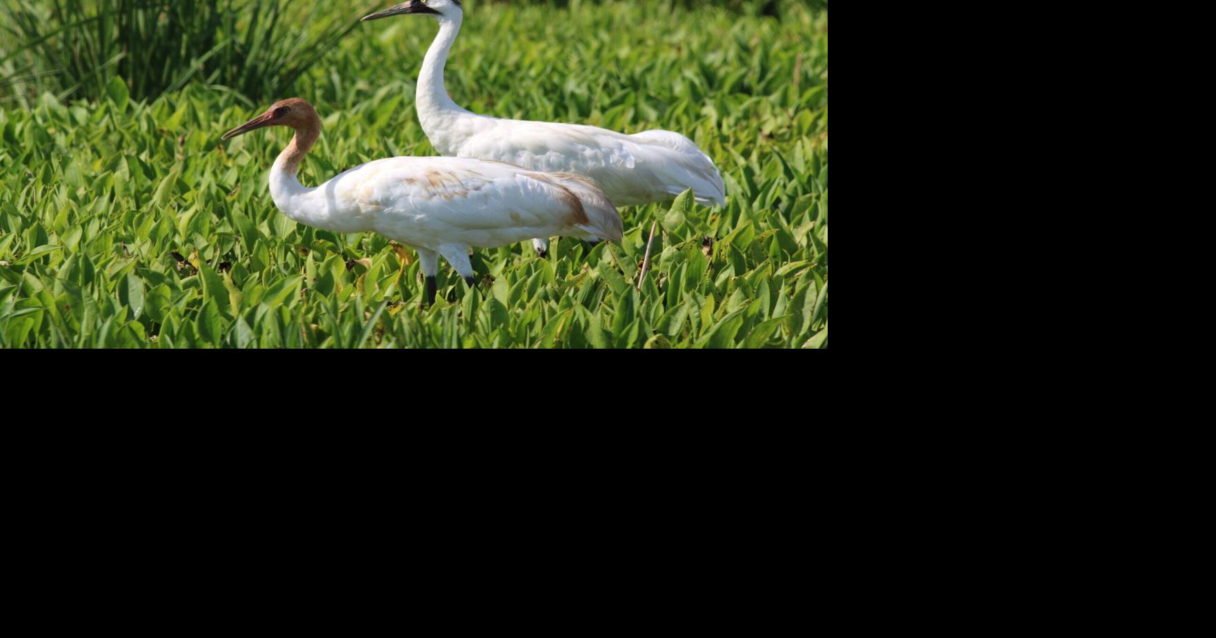 Whooping Crane Art Art Show and Contest scheduled | Entertainment/Life ...