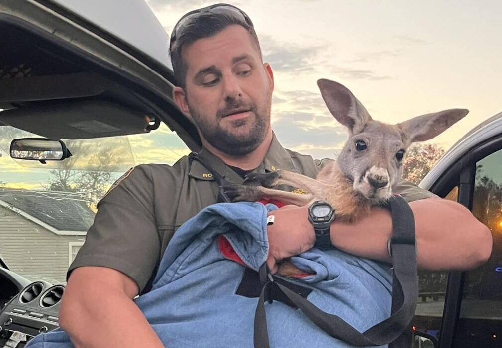 Louisiana deputy finds kangaroo during traffic stop | Crime/Police ...