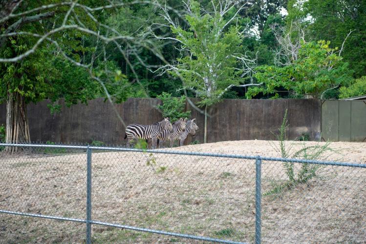 Sponsored: Renovations at Baton Rouge Zoo | Sponsored: Baton Rouge Zoo ...