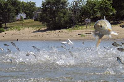 U.S. Rep Clay Higgins wants bounty program for Asian carp in Louisiana ...