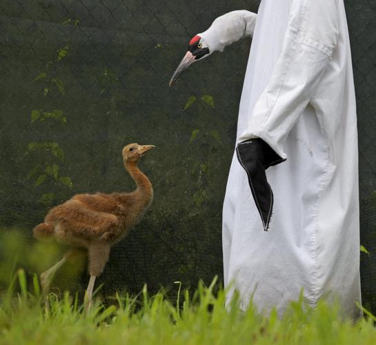 Little white lies: Costumes fool Audubon whooping cranes into learning ...