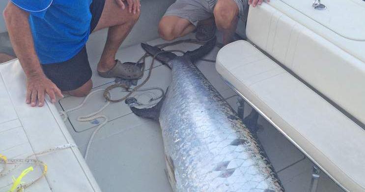 David Prevost lands what could be state-record tarpon | Louisiana ...