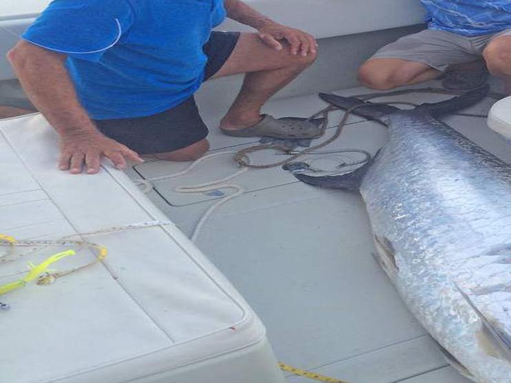 tarpon record size