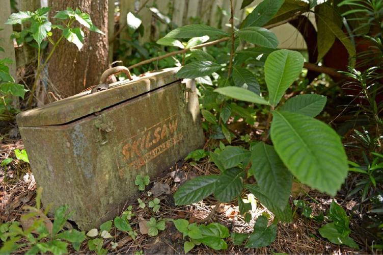 Preserving family’s antique camellias | Communities | theadvocate.com