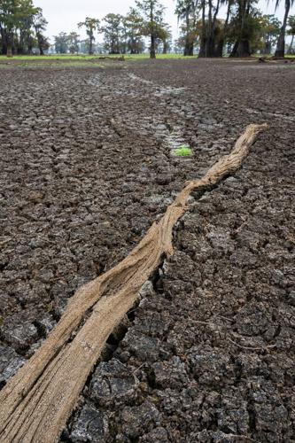 Atchafalaya Basin water level hit historic lows last month | Business ...