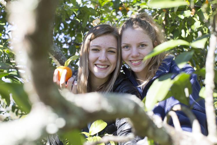 Citrus Shepherds pick fruit as snow melts from the trees | Mid City ...