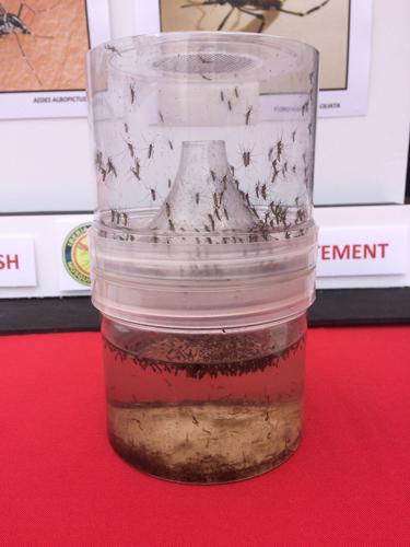 St. Aloysius Catholic School students receive lesson in mosquito ...