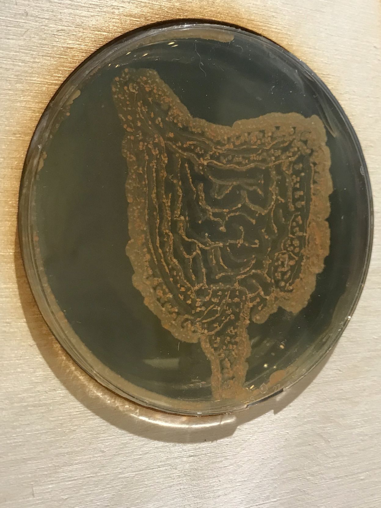 It is alive: Meagan Moore melds art and science by painting with live ...