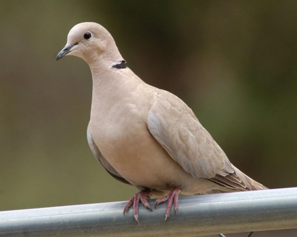 Dove season coming on for dove hunters | Louisiana Outdoors ...